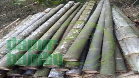 Jual Bambu Betung/Bambu Petung Murah | Sukabumi